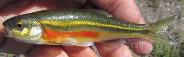 The Red Side Shiner – Epic Trout