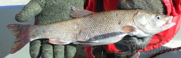 The Tui Chub (Gila bicolor) – Epic Trout