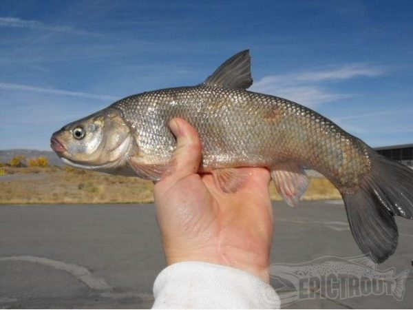 The Tui Chub (Gila bicolor) – Epic Trout